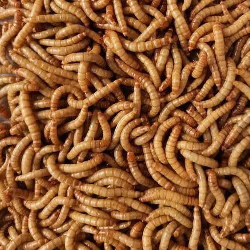 面包虫多少钱一斤_面包虫价格行情-第1张图片-山城妙识