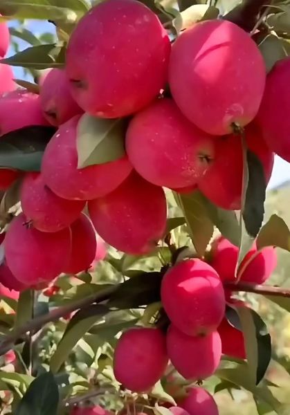 鸡心果的营养价值及功效_鸡心果怎么吃最好-第2张图片-山城妙识