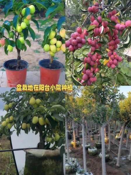 鸡心果的营养价值及功效_鸡心果怎么吃最好-第3张图片-山城妙识