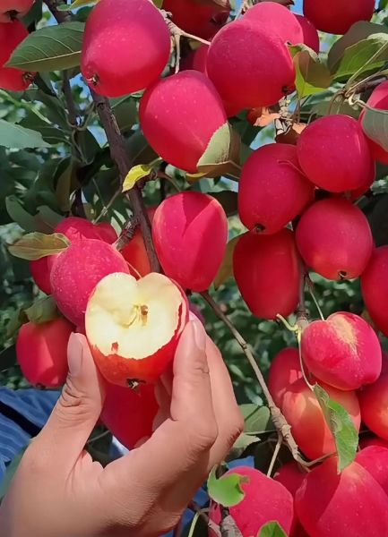 鸡心果的营养价值及功效_鸡心果怎么吃最好-第1张图片-山城妙识