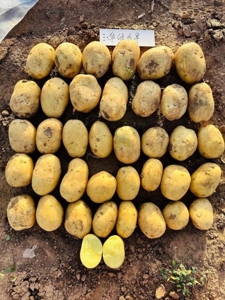 马铃薯价格最新行情_2024年马铃薯多少钱一斤-第2张图片-山城妙识