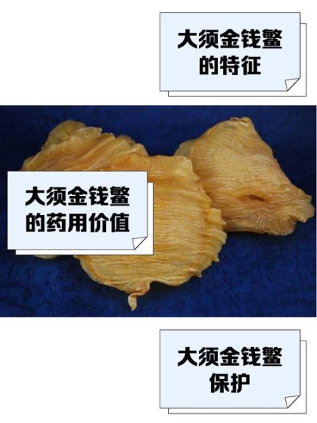 鳘鱼胶的功效与作用_鳘鱼胶多少钱一斤-第1张图片-山城妙识