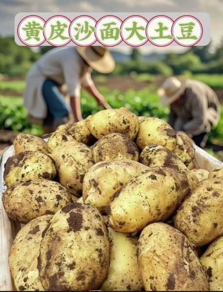 马铃薯价格最新行情_2024年马铃薯多少钱一斤-第3张图片-山城妙识