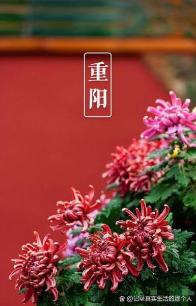重阳节登高寓意_重阳节为什么插茱萸-第2张图片-山城妙识