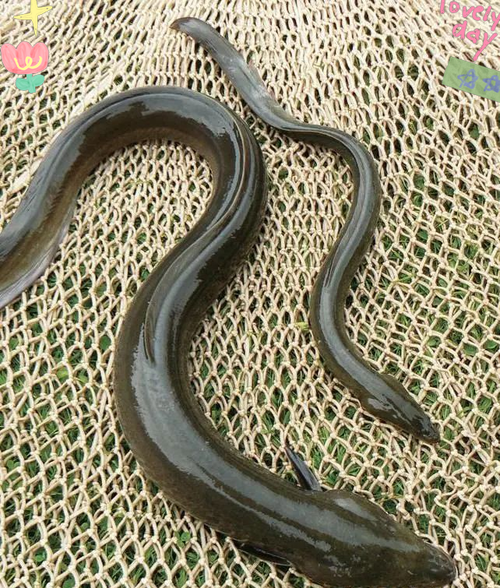 鳗鲡鱼图片_如何分辨野生与养殖-第2张图片-山城妙识