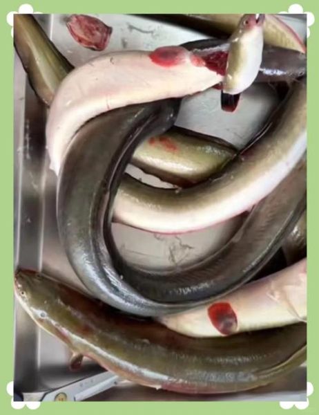 鳗鲡鱼图片_如何分辨野生与养殖-第3张图片-山城妙识