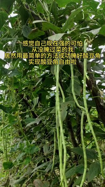 酸辣长豆角怎么腌制_长豆角腌制多久能吃-第3张图片-山城妙识
