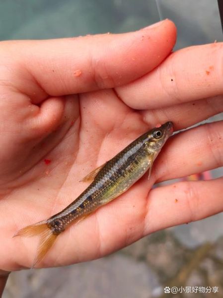 油鱼是什么梗_油鱼吃了会拉肚子吗-第1张图片-山城妙识