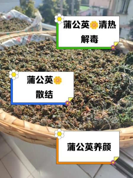 蒲公英泡水喝的害处_长期饮用有哪些副作用-第2张图片-山城妙识 蒲公英泡水喝的害处_长期饮用有哪些副作用-第2张图片-山城妙识