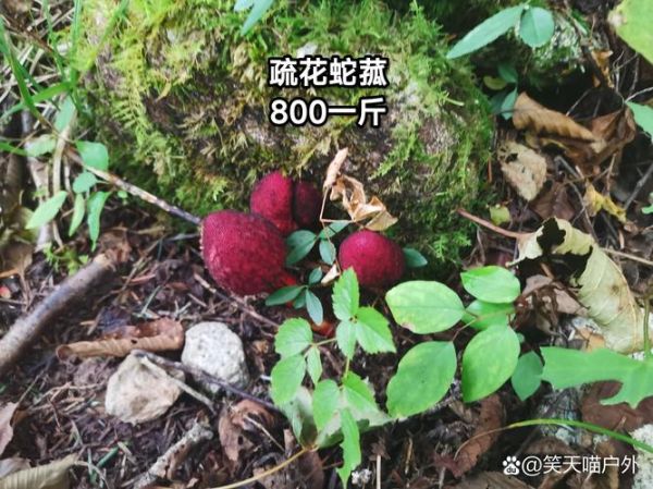 农村最贵的药材800一斤_为什么这么值钱-第1张图片-山城妙识 农村最贵的药材800一斤_为什么这么值钱-第1张图片-山城妙识