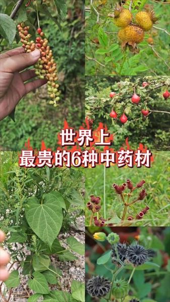 农村最贵的药材800一斤_为什么这么值钱-第2张图片-山城妙识 农村最贵的药材800一斤_为什么这么值钱-第2张图片-山城妙识