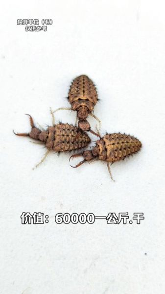 农村最贵的药材800一斤_为什么这么值钱-第3张图片-山城妙识 农村最贵的药材800一斤_为什么这么值钱-第3张图片-山城妙识