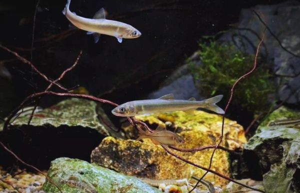 香鱼养殖周期多久_香鱼养殖水质要求-第1张图片-山城妙识 香鱼养殖周期多久_香鱼养殖水质要求-第1张图片-山城妙识