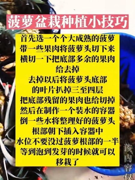 菠萝怎么种_菠萝种植方法和注意事项-第3张图片-山城妙识 菠萝怎么种_菠萝种植方法和注意事项-第3张图片-山城妙识