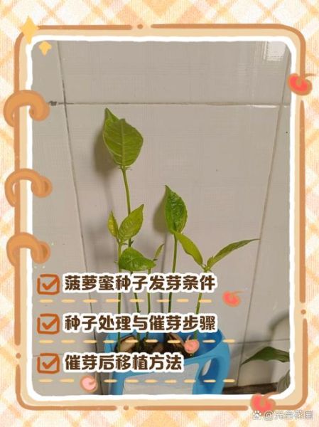 菠萝怎么种_菠萝种植方法和注意事项-第2张图片-山城妙识 菠萝怎么种_菠萝种植方法和注意事项-第2张图片-山城妙识