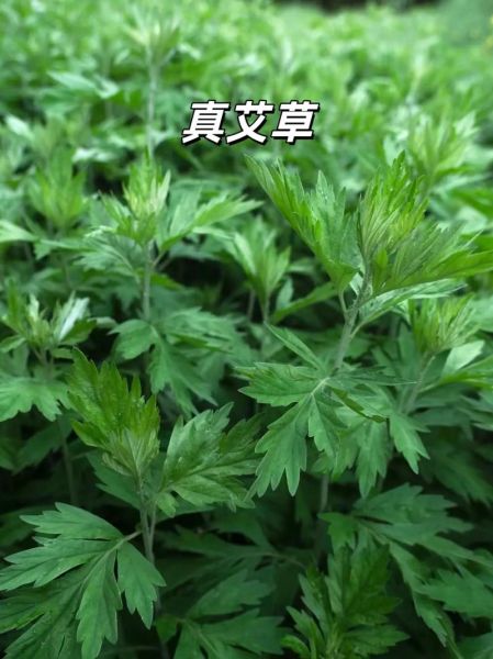 野生田艾草图片_如何辨别真假-第2张图片-山城妙识 野生田艾草图片_如何辨别真假-第2张图片-山城妙识