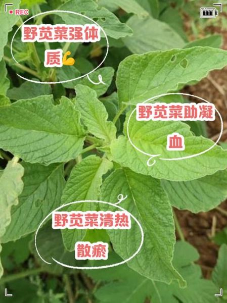 苋菜的功效与禁忌_孕妇能吃苋菜吗-第2张图片-山城妙识 苋菜的功效与禁忌_孕妇能吃苋菜吗-第2张图片-山城妙识