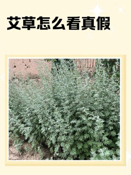 野生田艾草图片_如何辨别真假-第3张图片-山城妙识 野生田艾草图片_如何辨别真假-第3张图片-山城妙识