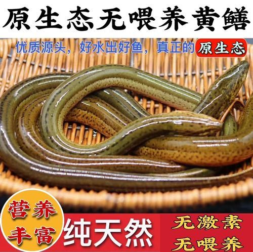 黄鳝鱼怎么杀_黄鳝宰杀技巧-第1张图片-山城妙识 黄鳝鱼怎么杀_黄鳝宰杀技巧-第1张图片-山城妙识