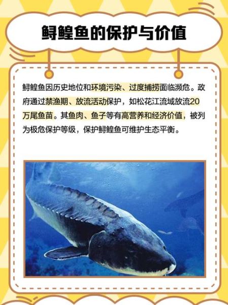 鳇鱼和鲟鱼有什么区别_鳇鱼是鲟鱼吗-第1张图片-山城妙识 鳇鱼和鲟鱼有什么区别_鳇鱼是鲟鱼吗-第1张图片-山城妙识