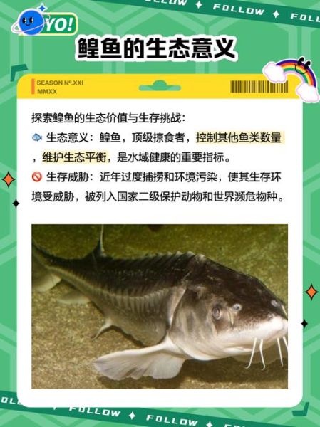 鳇鱼和鲟鱼有什么区别_鳇鱼是鲟鱼吗-第2张图片-山城妙识 鳇鱼和鲟鱼有什么区别_鳇鱼是鲟鱼吗-第2张图片-山城妙识