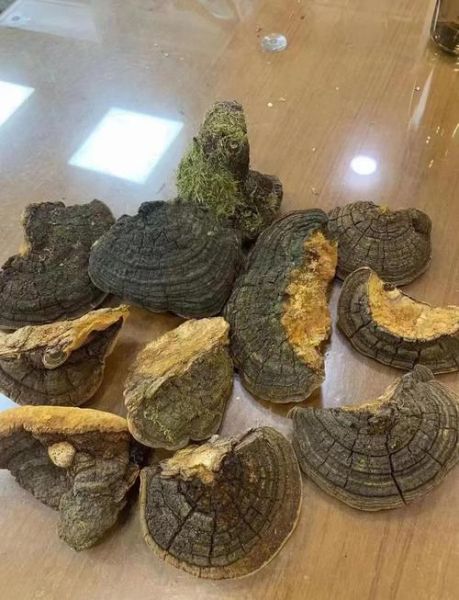 桦树茸多少钱一斤_桦树茸价格影响因素-第2张图片-山城妙识 桦树茸多少钱一斤_桦树茸价格影响因素-第2张图片-山城妙识