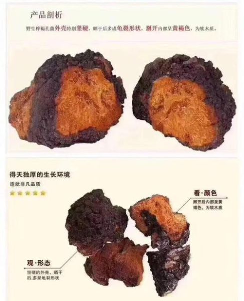 桦树茸多少钱一斤_桦树茸价格影响因素-第1张图片-山城妙识 桦树茸多少钱一斤_桦树茸价格影响因素-第1张图片-山城妙识