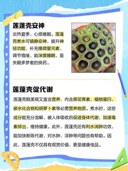 莲蓬怎么吃_莲蓬的吃法有哪些-第1张图片-山城妙识 莲蓬怎么吃_莲蓬的吃法有哪些-第1张图片-山城妙识