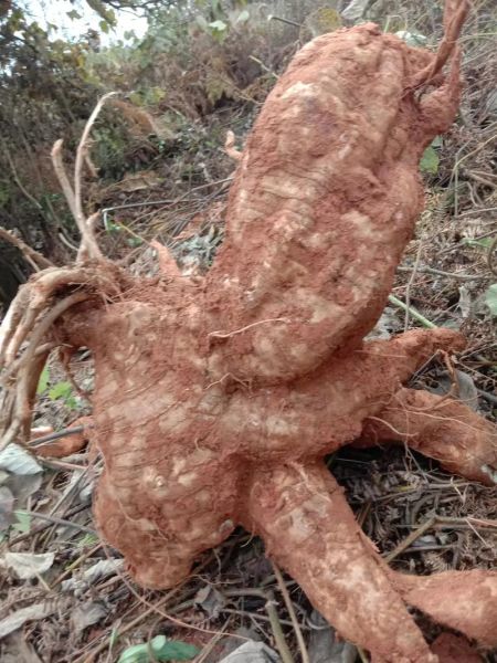 葛根价格多少一斤_葛根多少钱一斤2024最新行情-第1张图片-山城妙识 葛根价格多少一斤_葛根多少钱一斤2024最新行情-第1张图片-山城妙识