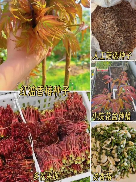 香椿种子什么时候采摘最好_香椿种子采摘时间-第3张图片-山城妙识 香椿种子什么时候采摘最好_香椿种子采摘时间-第3张图片-山城妙识