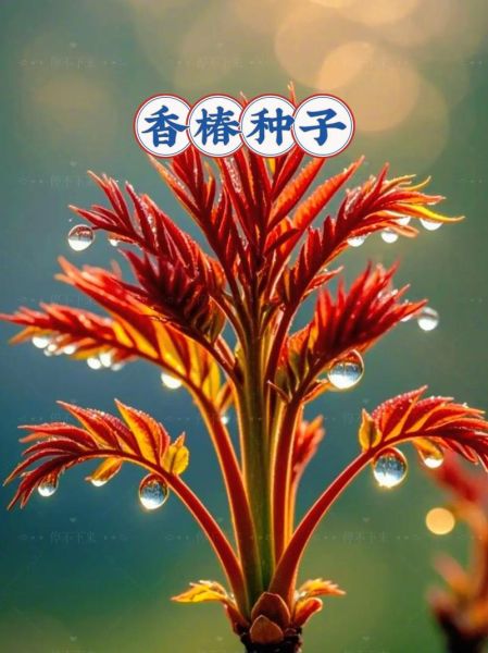 香椿种子什么时候采摘最好_香椿种子采摘时间-第1张图片-山城妙识 香椿种子什么时候采摘最好_香椿种子采摘时间-第1张图片-山城妙识