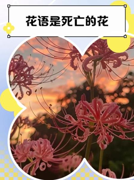 象征死亡的花有哪些_死亡花语大全-第2张图片-山城妙识