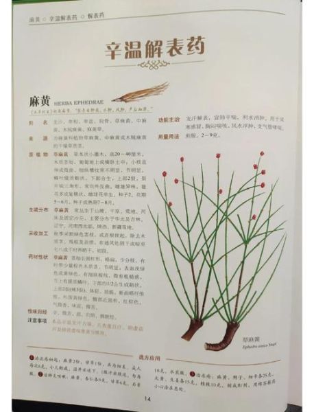 麻黄的功效与作用_麻黄有什么副作用-第2张图片-山城妙识