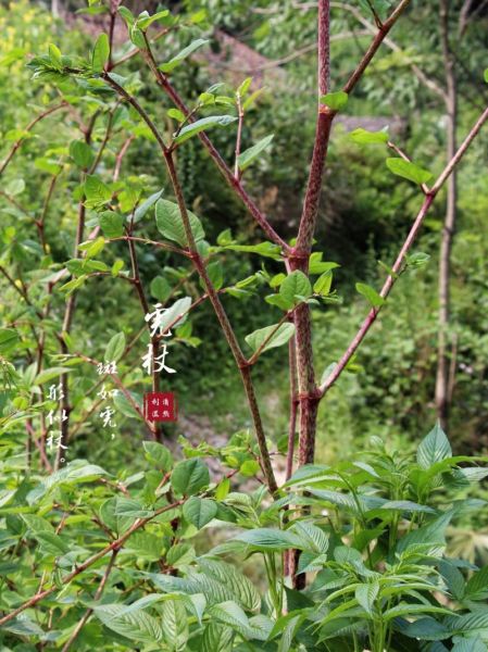 虎杖图片长什么样_虎杖和何首乌区别-第2张图片-山城妙识