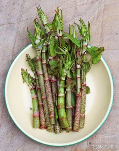 虎杖图片长什么样_虎杖和何首乌区别-第3张图片-山城妙识