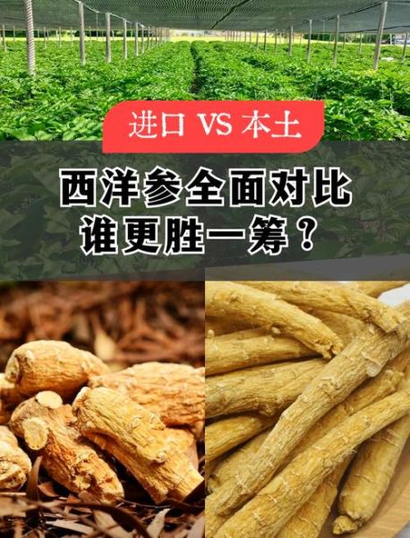 花旗参与西洋参的区别_哪个更好-第2张图片-山城妙识