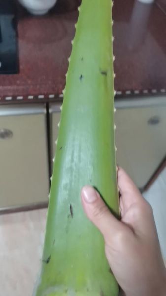 芦荟怎么吃_芦荟的做法视频教程-第2张图片-山城妙识