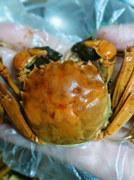 醉蟹是生的还是熟的_醉蟹要不要煮熟再吃-第1张图片-山城妙识 醉蟹是生的还是熟的_醉蟹要不要煮熟再吃-第1张图片-山城妙识