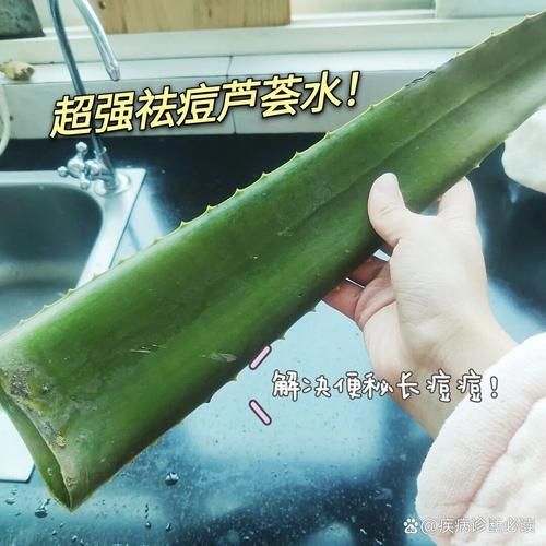 芦荟怎么吃_芦荟的做法视频教程-第1张图片-山城妙识