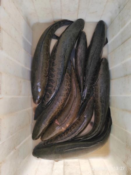 野生黑鱼多少钱一斤_野生黑鱼价格行情-第1张图片-山城妙识 野生黑鱼多少钱一斤_野生黑鱼价格行情-第1张图片-山城妙识