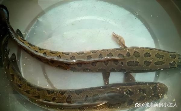 野生黑鱼多少钱一斤_野生黑鱼价格行情-第2张图片-山城妙识 野生黑鱼多少钱一斤_野生黑鱼价格行情-第2张图片-山城妙识