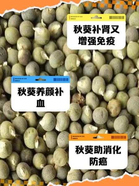 秋葵籽的功效与禁忌_秋葵籽怎么吃才安全-第2张图片-山城妙识 秋葵籽的功效与禁忌_秋葵籽怎么吃才安全-第2张图片-山城妙识