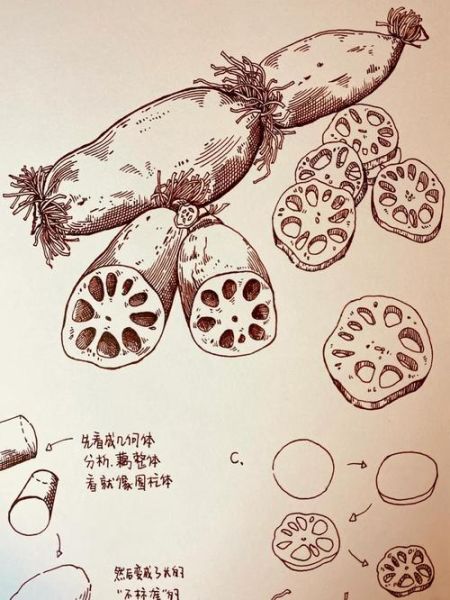 藕片简笔画怎么画_藕片简笔画步骤-第1张图片-山城妙识 藕片简笔画怎么画_藕片简笔画步骤-第1张图片-山城妙识