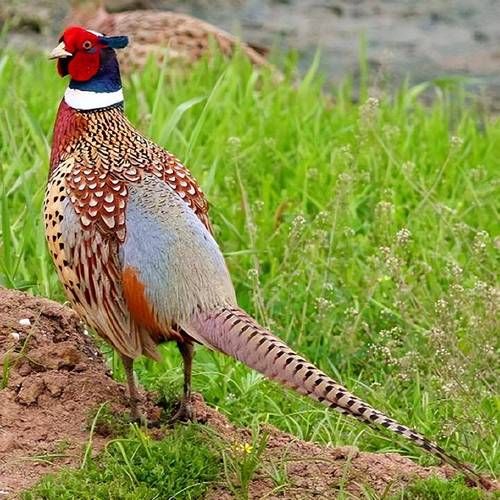 野鸡叫声诱捕器怎么用_野鸡诱捕器合法吗-第2张图片-山城妙识 野鸡叫声诱捕器怎么用_野鸡诱捕器合法吗-第2张图片-山城妙识