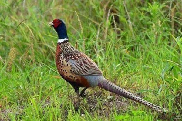 野鸡叫声诱捕器怎么用_野鸡诱捕器合法吗-第1张图片-山城妙识 野鸡叫声诱捕器怎么用_野鸡诱捕器合法吗-第1张图片-山城妙识