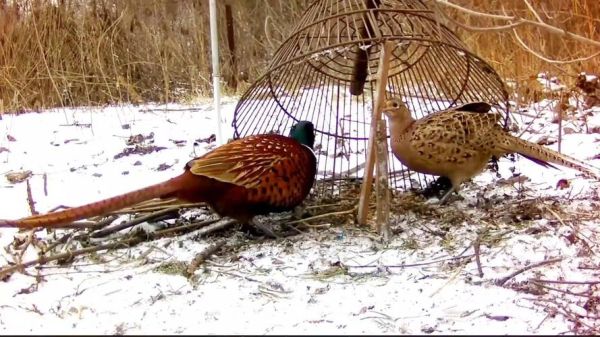 野鸡叫声诱捕器怎么用_野鸡诱捕器合法吗-第3张图片-山城妙识 野鸡叫声诱捕器怎么用_野鸡诱捕器合法吗-第3张图片-山城妙识