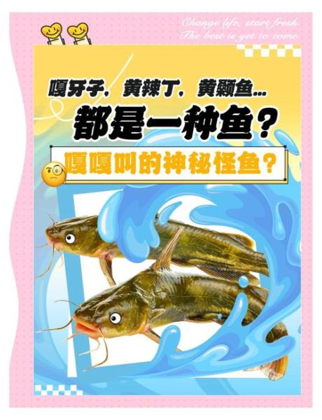 黄颡鱼的功效与禁忌_什么人不能吃-第2张图片-山城妙识