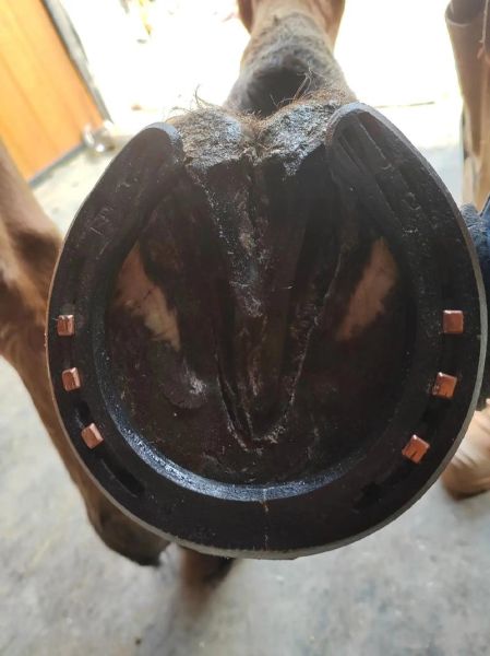 马蹄铁是什么时候发明的_马蹄铁发明时间-第1张图片-山城妙识