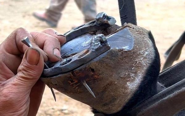 马蹄铁是什么时候发明的_马蹄铁发明时间-第3张图片-山城妙识