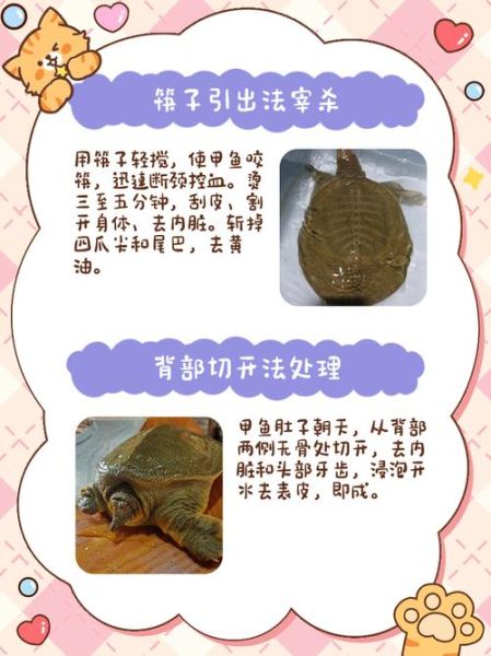 甲鱼怎么杀_甲鱼杀法步骤-第2张图片-山城妙识